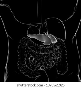 Gall Bladder Human Digestive System Anatomy Stock Illustration ...