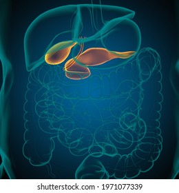 Gall Bladder Human Digestive System Anatomy Stock Illustration ...