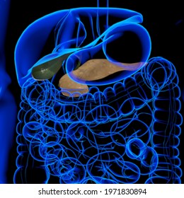 Gall Bladder Human Digestive System Anatomy Stock Illustration 1971830894