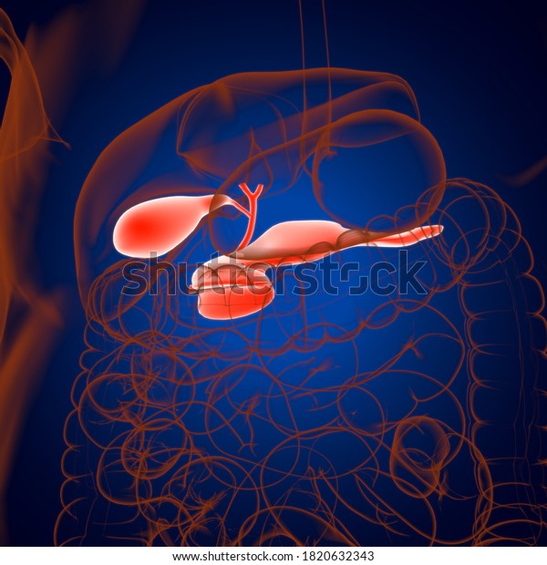 Gall Bladder Human Digestive System Anatomy Stock Illustration ...