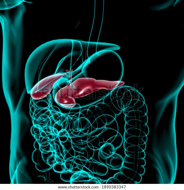 Gall Bladder Human Digestive System Anatomy Stock Illustration ...