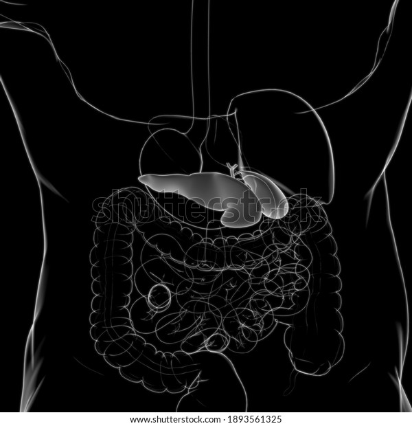 Gall Bladder Human Digestive System Anatomy Stock Illustration ...