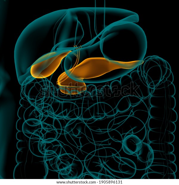Gall Bladder Human Digestive System Anatomy Stock Illustration ...
