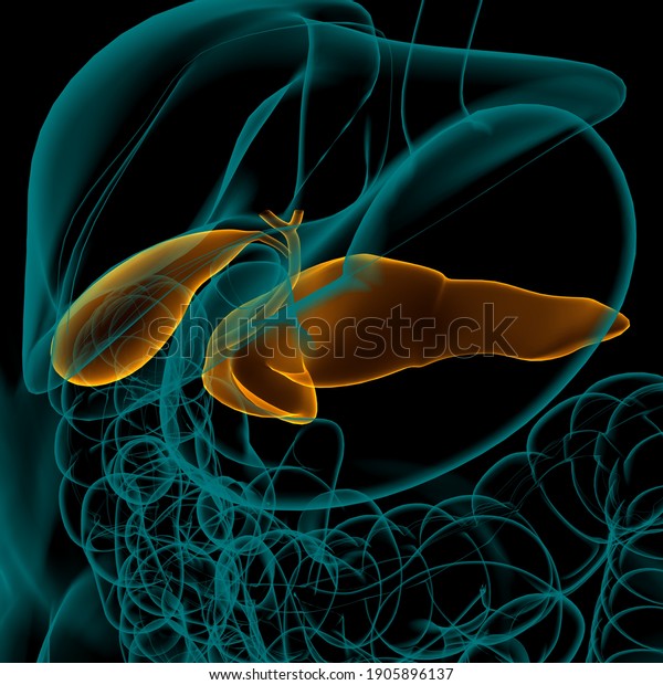 Gall Bladder Human Digestive System Anatomy Stock Illustration ...