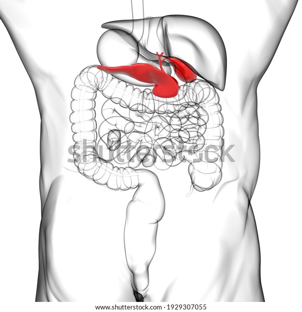 Gall Bladder Human Digestive System Anatomy Stock Illustration 1929307055