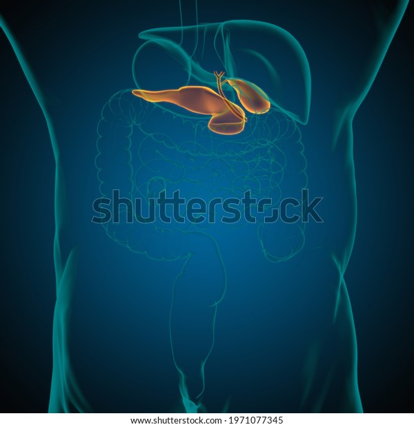 Gall Bladder Human Digestive System Anatomy Stock Illustration ...