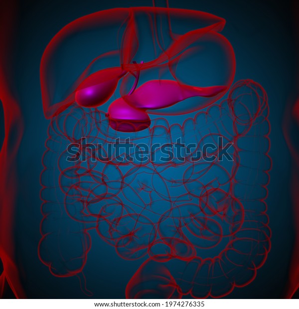 Gall Bladder Human Digestive System Anatomy Stock Illustration ...