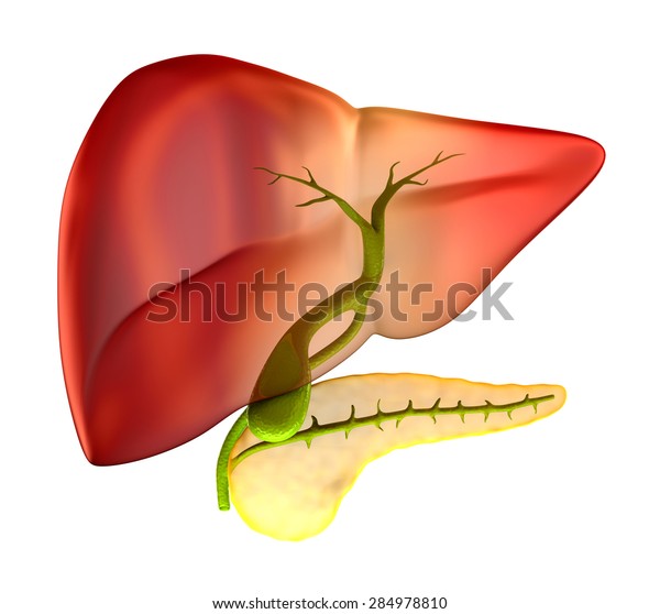 Gallbladder Cross Section Real Human Anatomy Stock Illustration ...