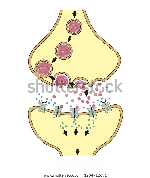 Gap Between Two Nerve Cells Called Stock Illustration 1284912691
