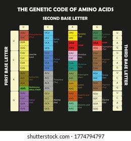 Genetic Code Amino Acids Their Abbreviation Stock Illustration ...