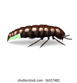 1,234 Glow worms Stock Illustrations, Images & Vectors | Shutterstock