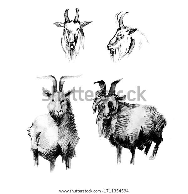 Goat Elements Body Goat Drawn By Stock Illustration 1711354594 ...