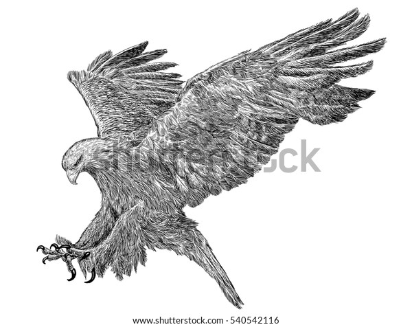Golden Eagle Swoop Attack Hand Draw Stock Illustration 540542116