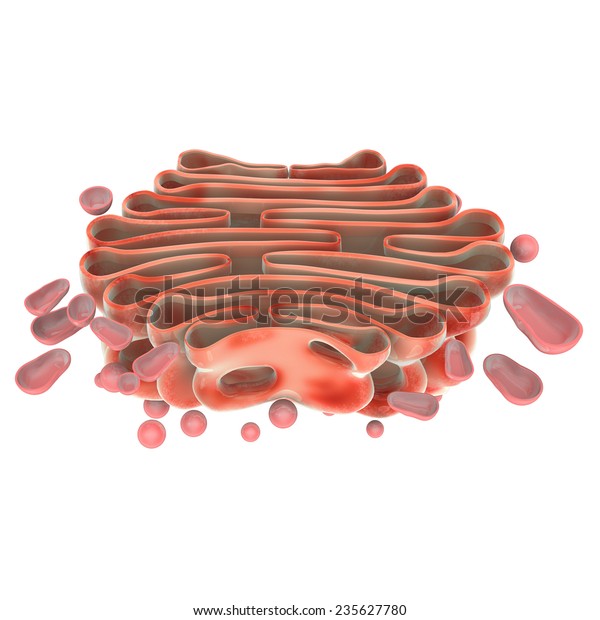 Golgi Complex Stock Illustration 235627780 | Shutterstock