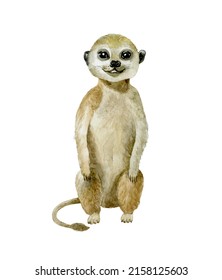 Gopher On White Background Wild Animal Stock Illustration 2158125603 ...