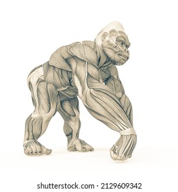 Gorilla Doing Knuckles Walking On Muscle Stock Illustration 2129609342