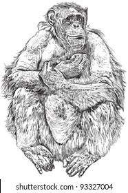 Gorilla Vector Drawing Seated Monkey 库存矢量图（免版税）92304898 | Shutterstock
