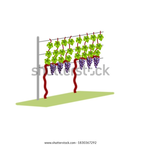 Grapevine Growing Stages Infographic Elements Flat Stock Illustration ...