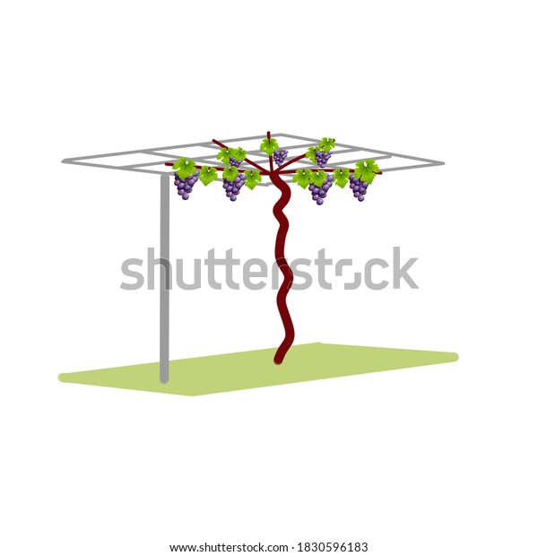 Grapevine Growing Stages Infographic Elements Flat Stock Illustration ...