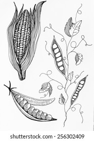 Graphic Beans Vegetables Stock Illustration 256302409 | Shutterstock
