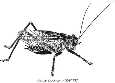 Grasshopper Abstract Black: vector de stock (libre de regalías) 5594734 ...