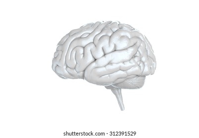 Negative Engraving Drawing Brain Front View Stock Vector (Royalty Free ...