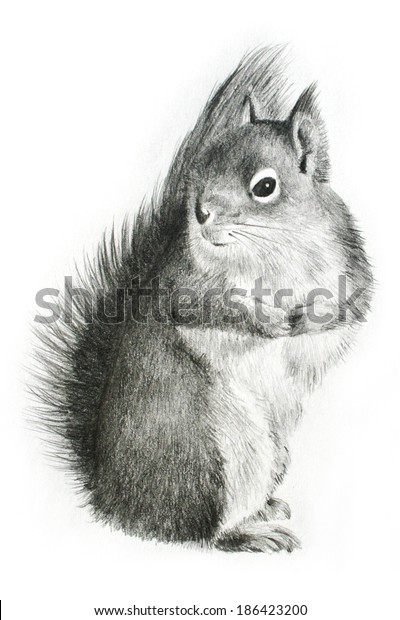 Gray Tree Squirrel Hand Drawn Sketch ภาพประกอบสต็อก 186423200