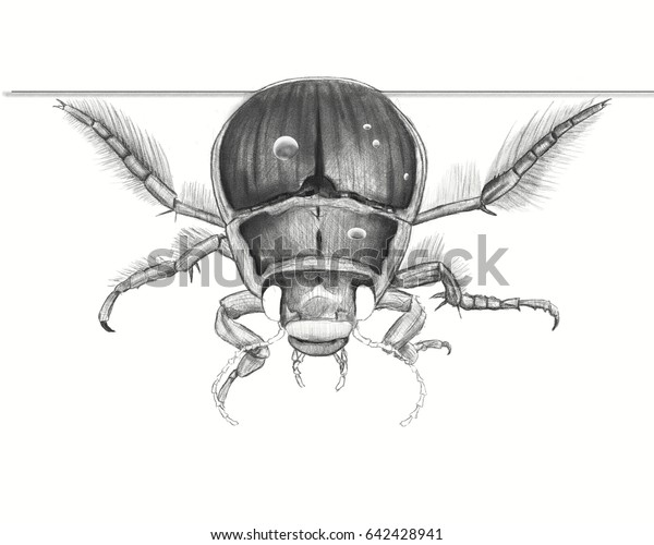 Great Diving Beetle Digital Paintings Great Stock Illustration ...