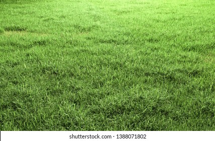 94,941 Still Grass Images, Stock Photos & Vectors | Shutterstock