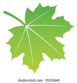 Chinar Leaf Stock Photo (Edit Now) 34913377