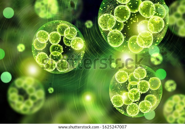 Green Single Cell Chlorella Algae Microscopic Stock Illustration 1625247007