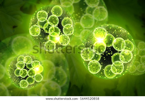 Green Single Cell Chlorella Algae Microscopic Stock Illustration ...