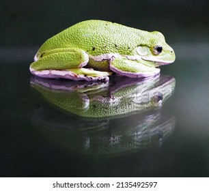 10,607 Frog In Reflection Images, Stock Photos & Vectors | Shutterstock