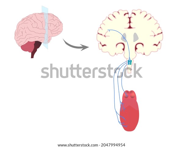Gustatory Pathway Anatomy Structures Gustatory Pathway Stock ...