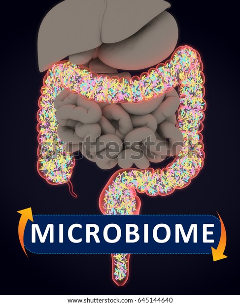 Gut Bacteria Microbiome Bacteria Inside Large Stock Illustration 645144640