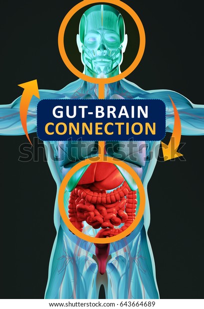 Gutbrain Connection Gut Brain Axis Concept Stock Illustration 643664689 Gutbrain Connection Gut Brain Axis Concept Stock Illustration 643664689