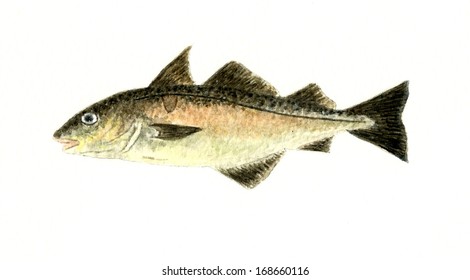 561 Haddock illustration Images, Stock Photos & Vectors | Shutterstock