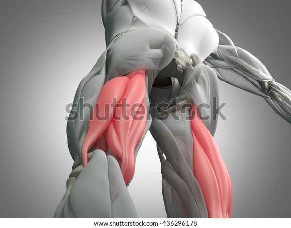 Hamstring Muscle Group Human Anatomy Muscle Stock Illustration ...