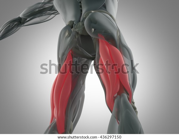 Hamstring Muscle Group Human Anatomy Muscle Stock Illustration 436297150