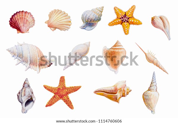 Hand Drawn Shellfish Starfish On White Stock Illustration 1114760606