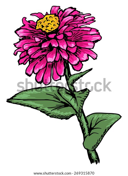 Hand Drawn Sketch Illustration Zinnia Stock Illustration 269315870 Hand Drawn Sketch Illustration Zinnia Stock Illustration 269315870