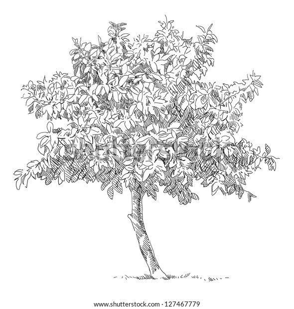 Hand Drawn Tree Stock Illustration 127467779