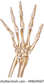 11,344 Knuckle bone Images, Stock Photos & Vectors | Shutterstock