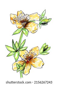 Handdrawn Using Markers Illustration Hypericum Hidcote Stock ...