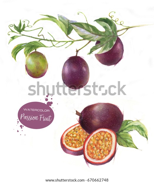 Handdrawn Watercolor Illustration Set Passion Fruits Stock Illustration