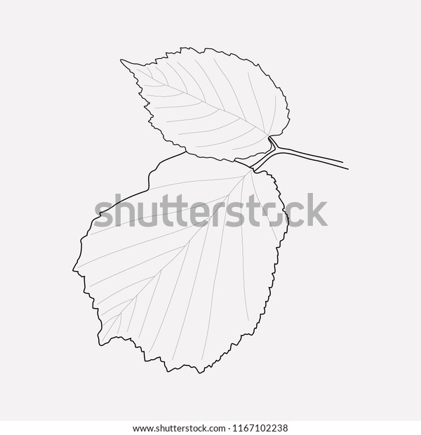 Hazel Leaf Icon Line Element Illustration Stock Illustration 1167102238 ...