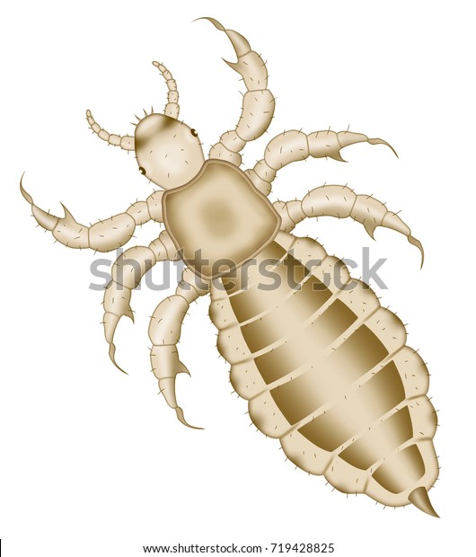 Ilustrações stock, imagens e vetores de Head Louse Pediculus Humanus ...