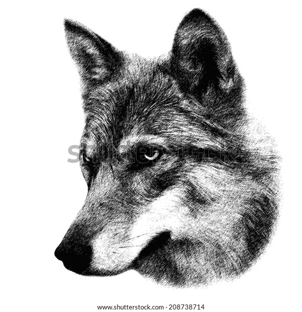 Head Wolf Isolated On White Background Stock Illustration 208738714 ...