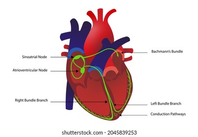 3,534 Heart Electrical System Images, Stock Photos & Vectors | Shutterstock