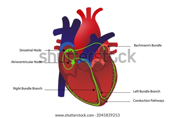 Hearts Electrical System Structure Heart Cross Stock Illustration ...